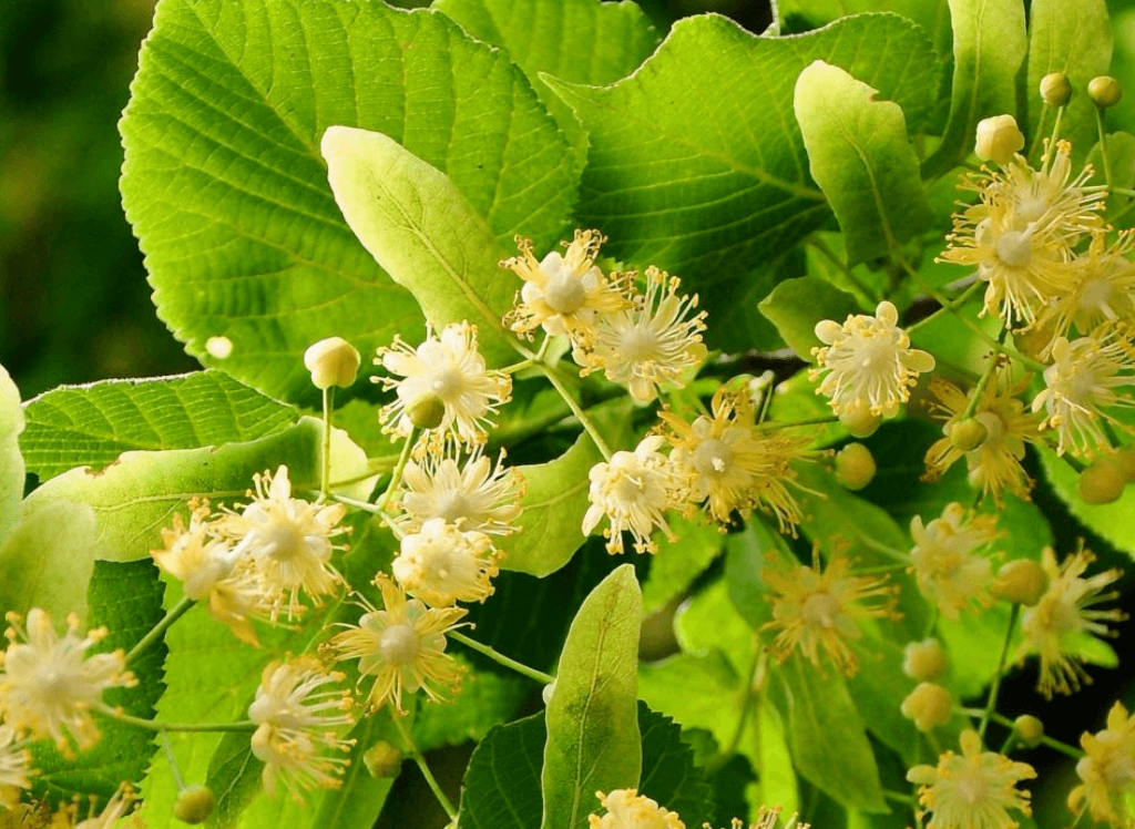 ¿Se puede tomar tila en el embarazo? - Embarazo10.com